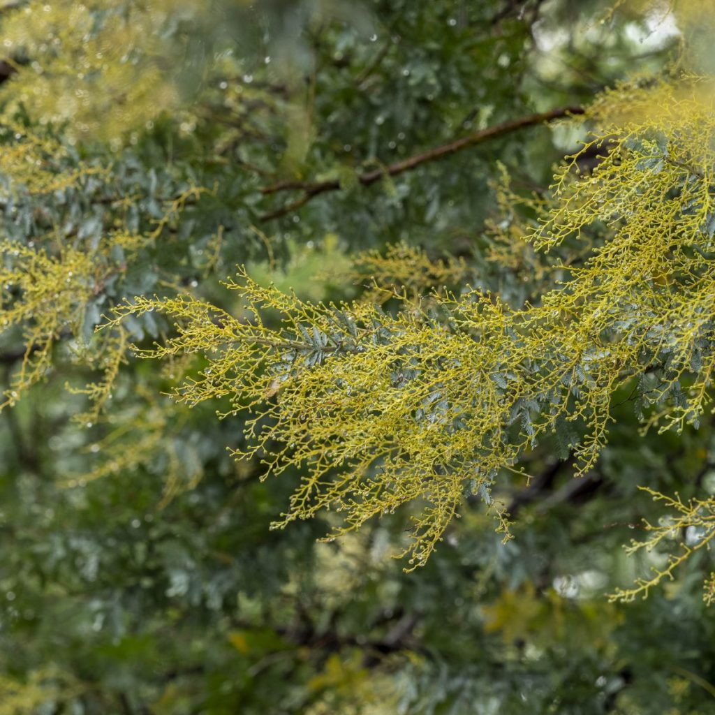 Acacia baileyana | Australian Plants Society