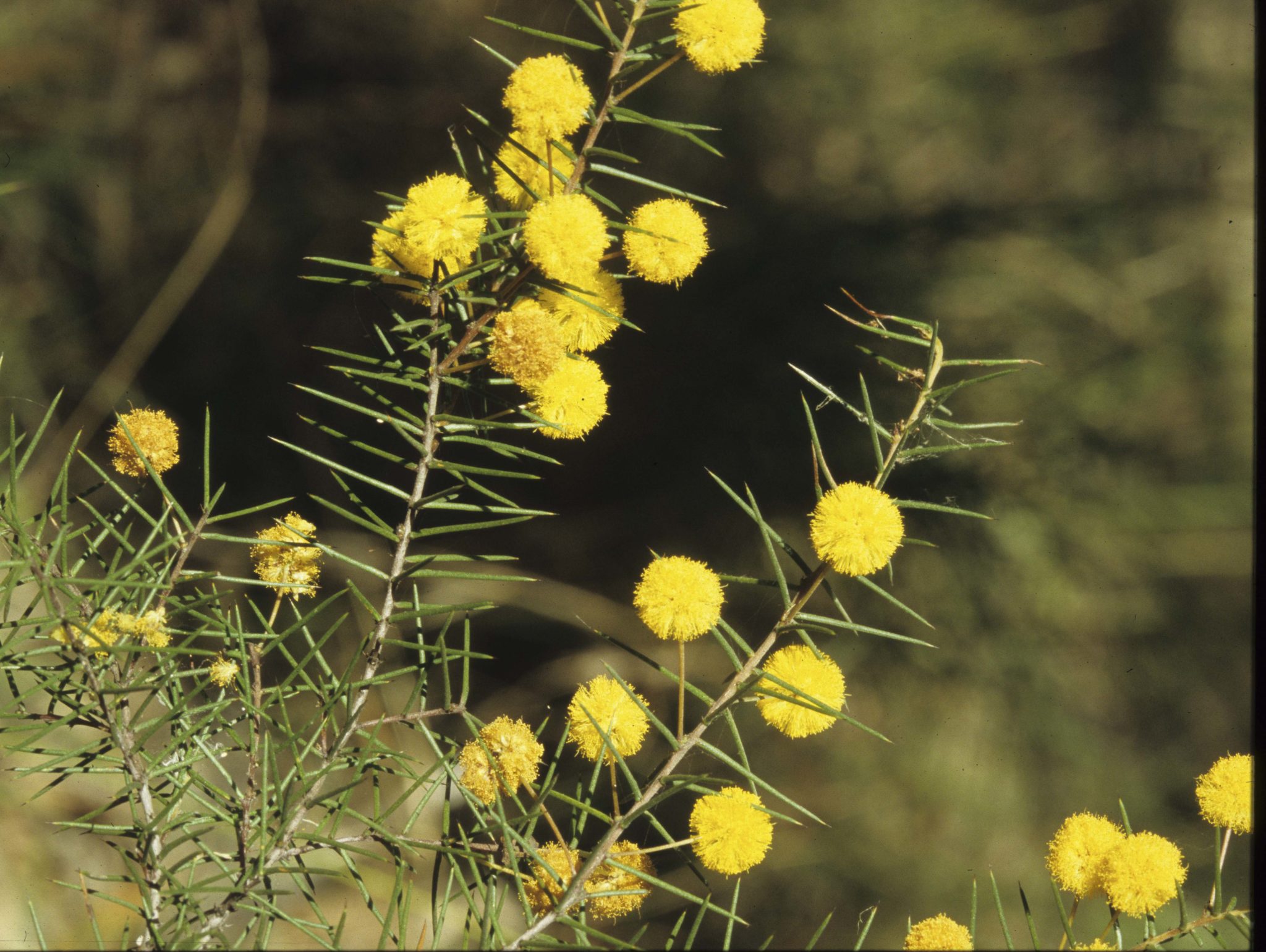 Shrubs under 1 m | Australian Plants Society