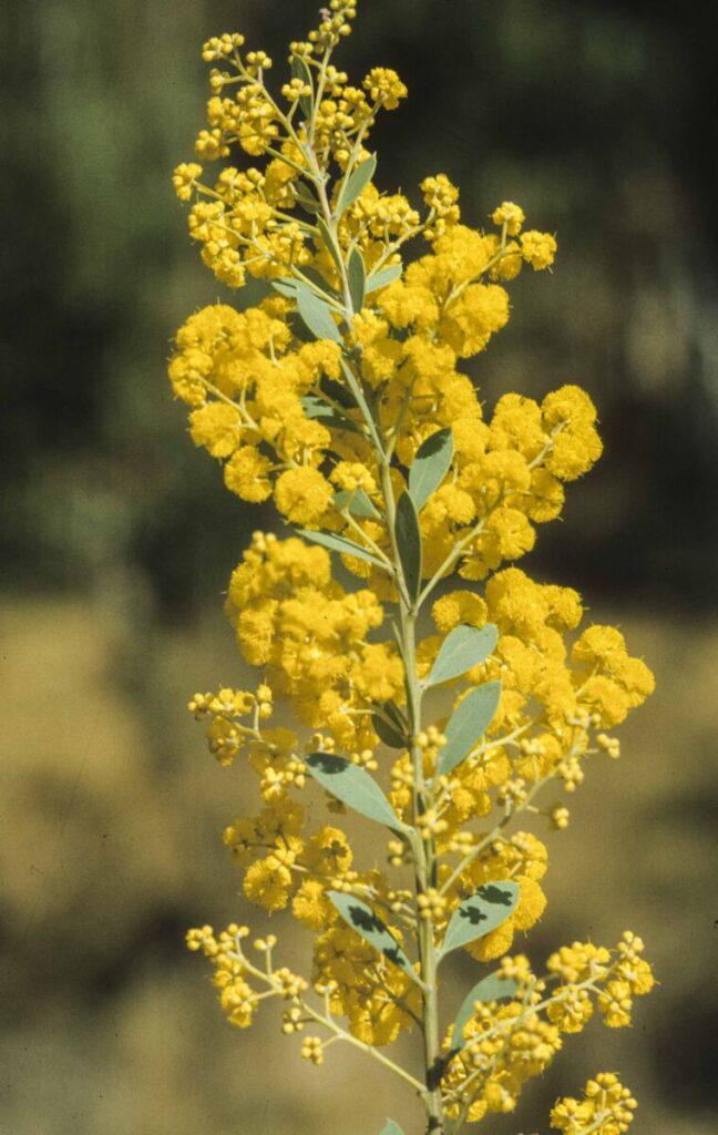Acacia buxifolia | Australian Plants Society