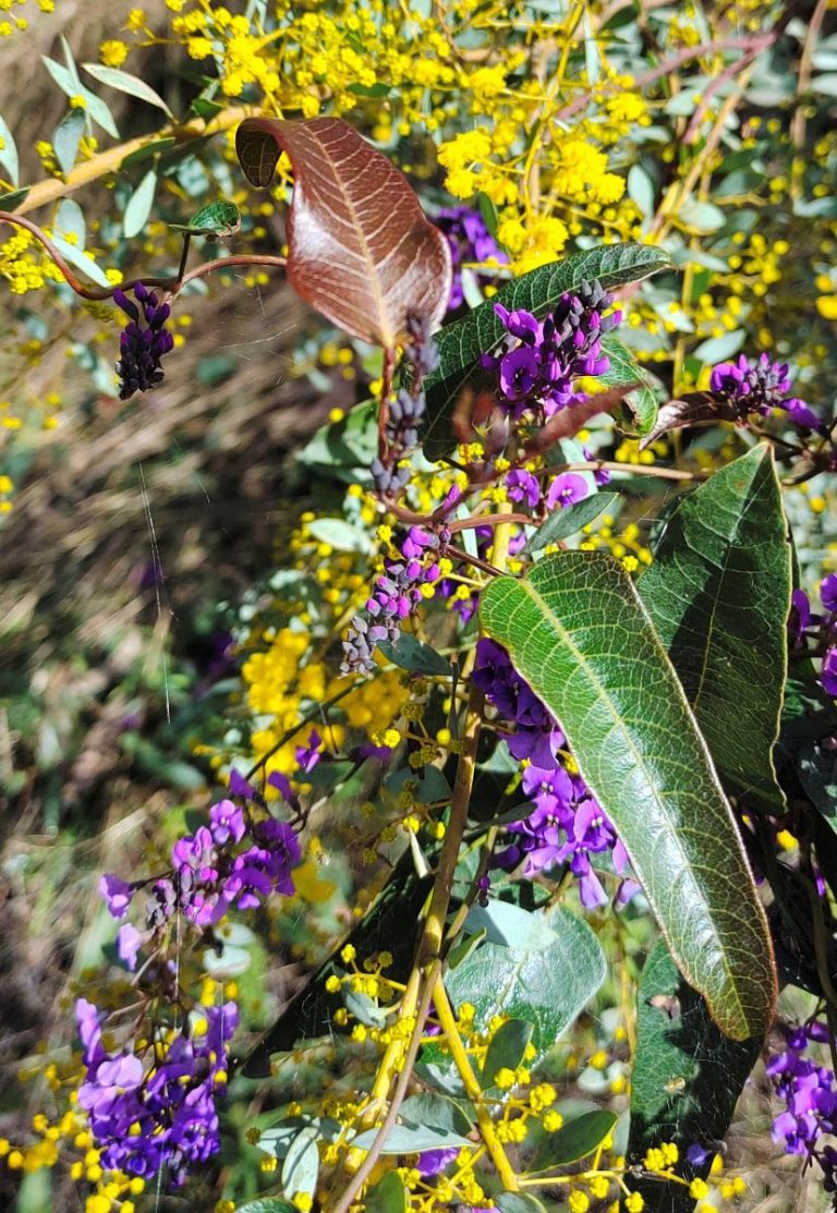An interconnected world – threats to our native ecology and ultimately ...