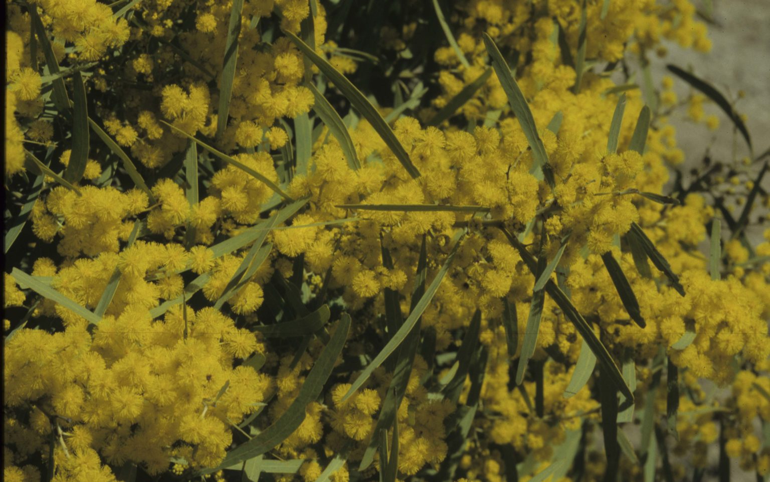 Shrubs over 1 m | Australian Plants Society