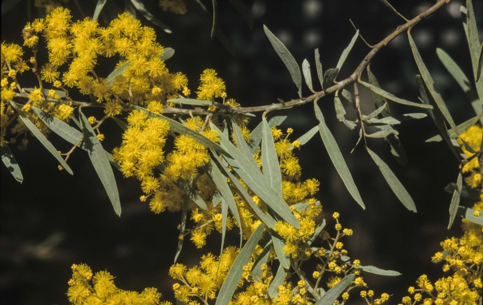 Trees | Australian Plants Society