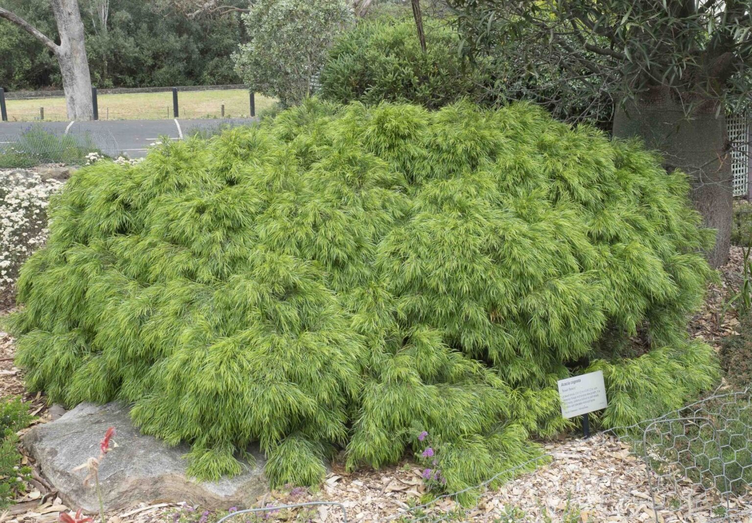 Acacia cognata | Australian Plants Society