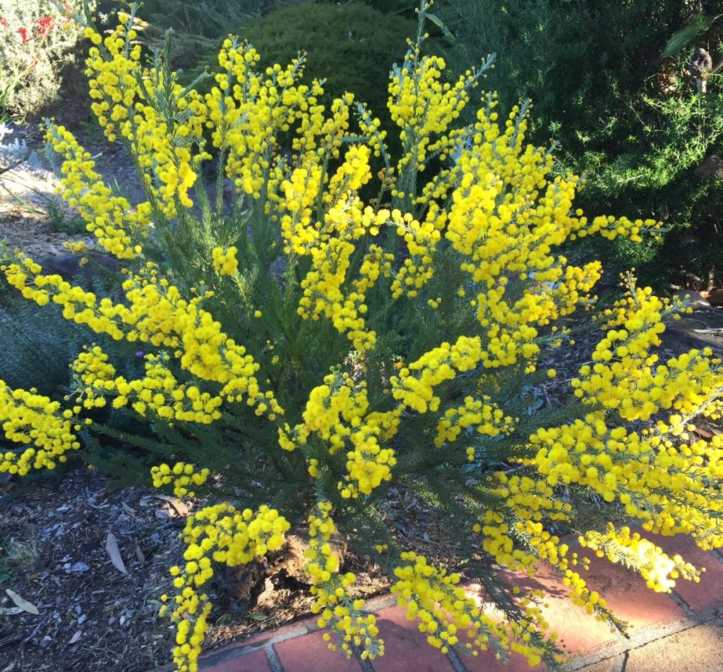 Acacia conferta | Australian Plants Society