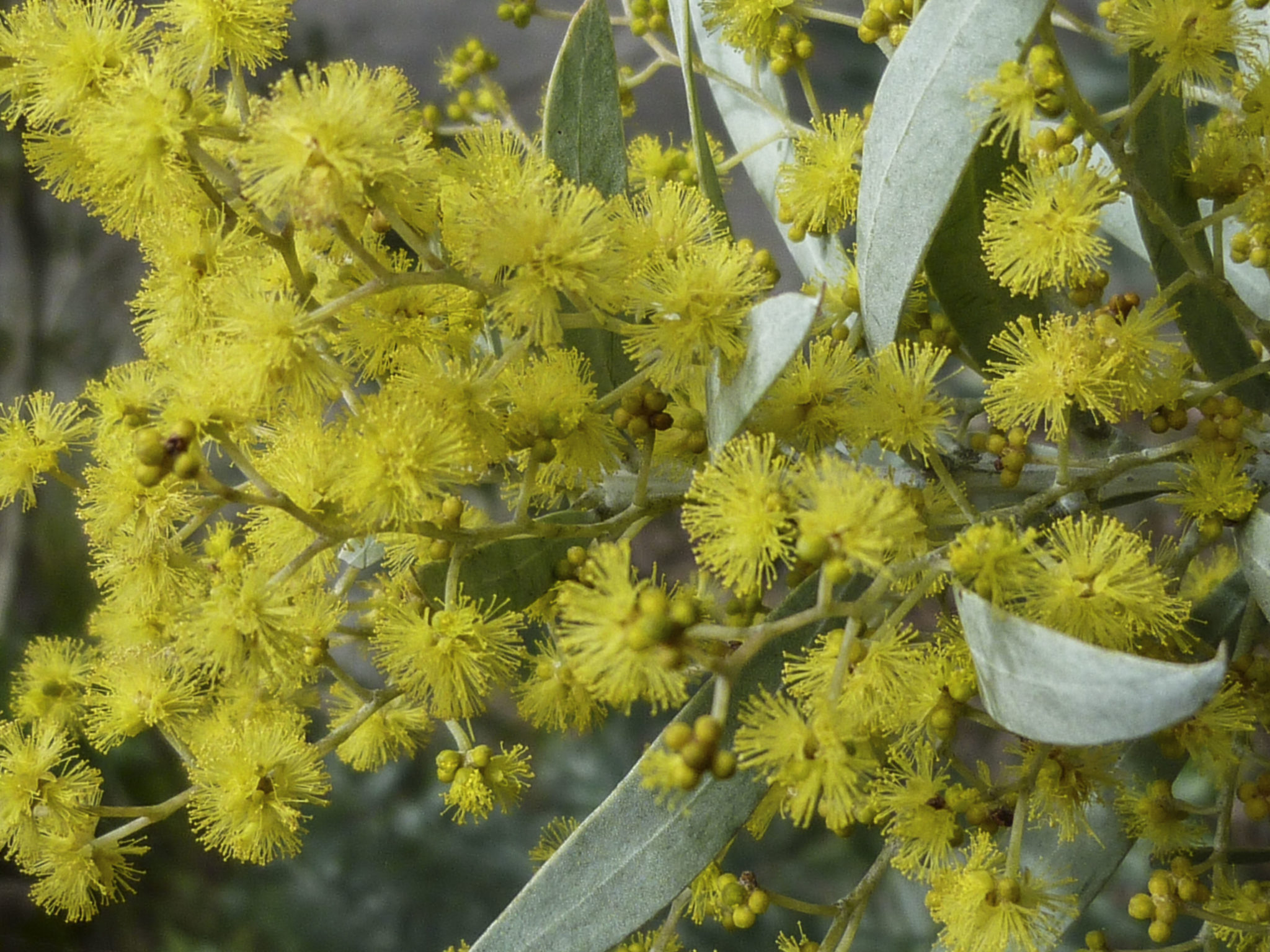 Shrubs over 1 m | Australian Plants Society