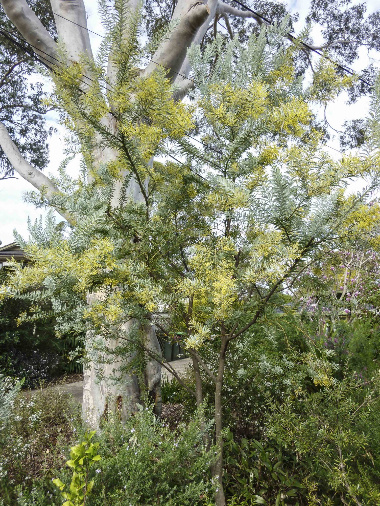 Acacia covenyi | Australian Plants Society