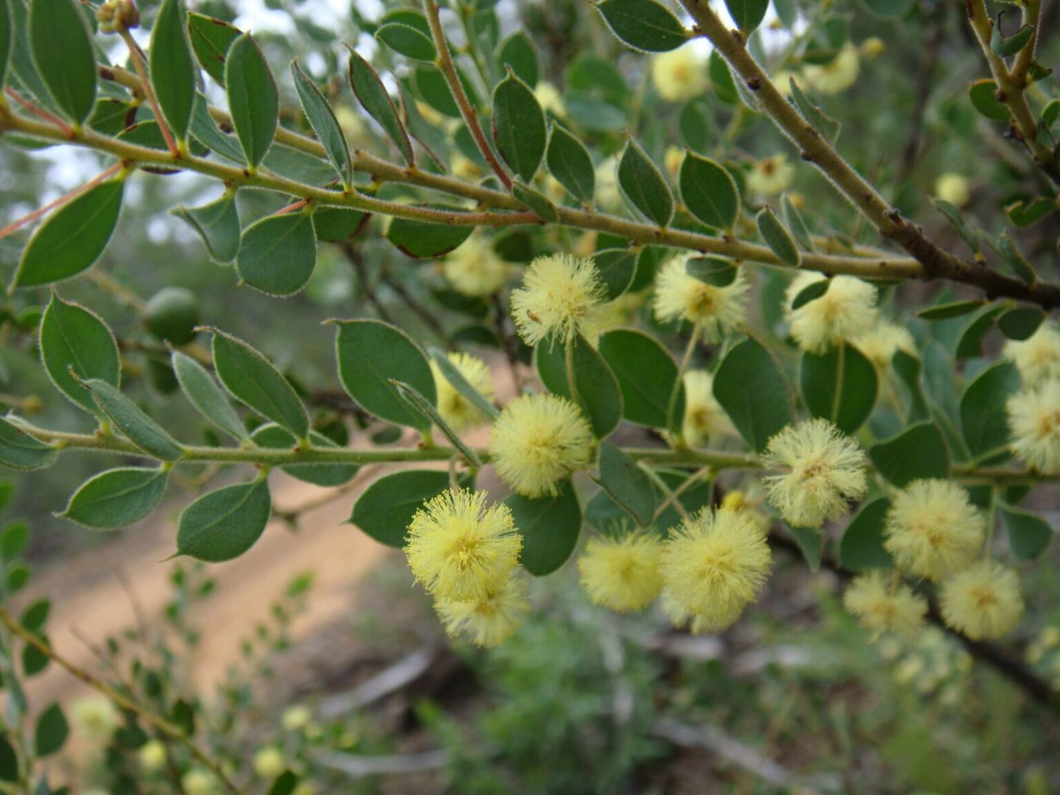 The wonderful world of wattles or Amazing acacias | Australian Plants ...