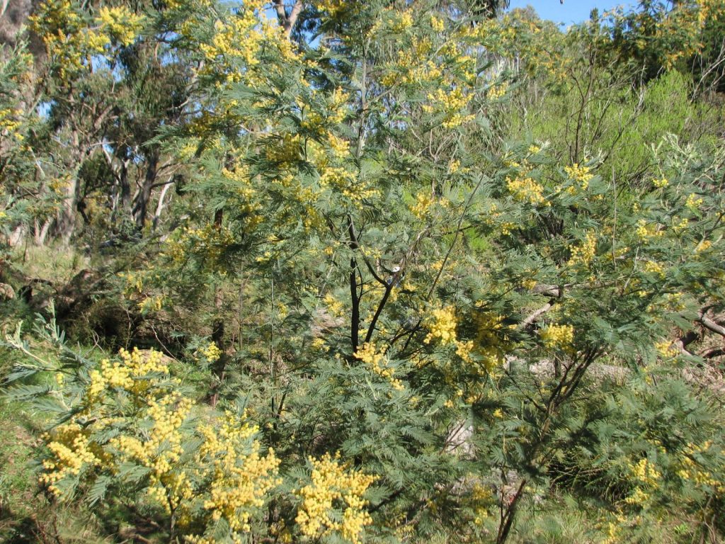 Acacia dealbata | Australian Plants Society