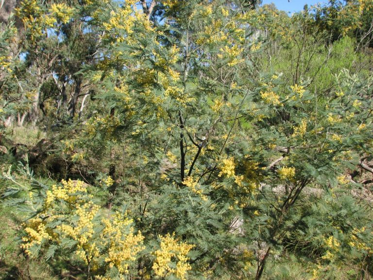 Acacia dealbata | Australian Plants Society