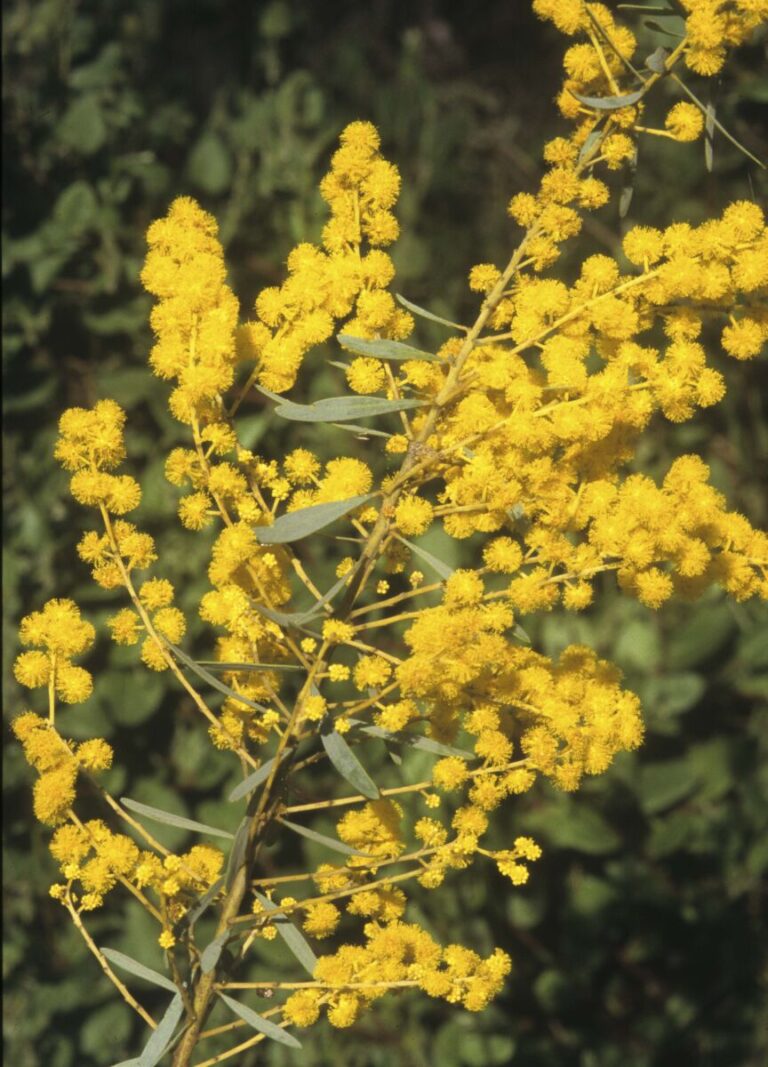 Shrubs over 1 m | Australian Plants Society