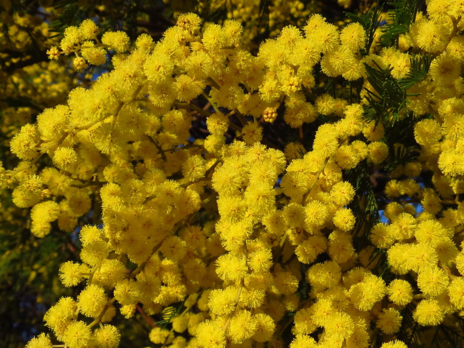 Trees | Australian Plants Society