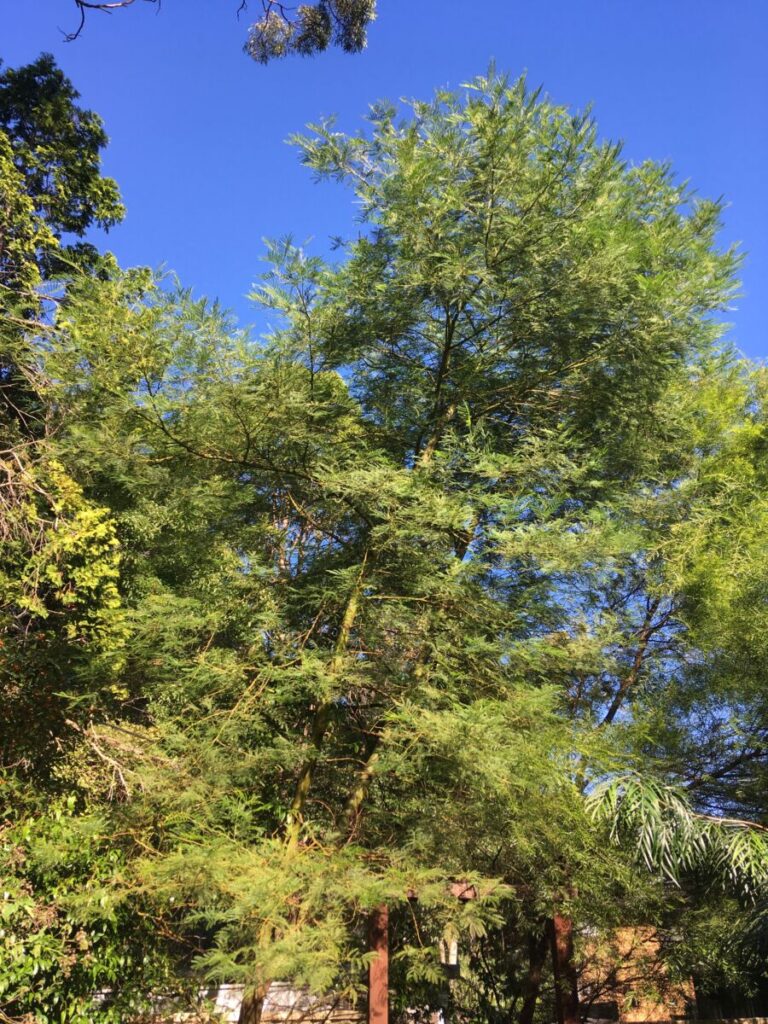 Acacia decurrens | Australian Plants Society