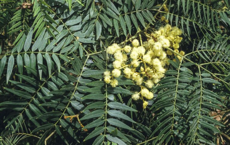Trees | Australian Plants Society