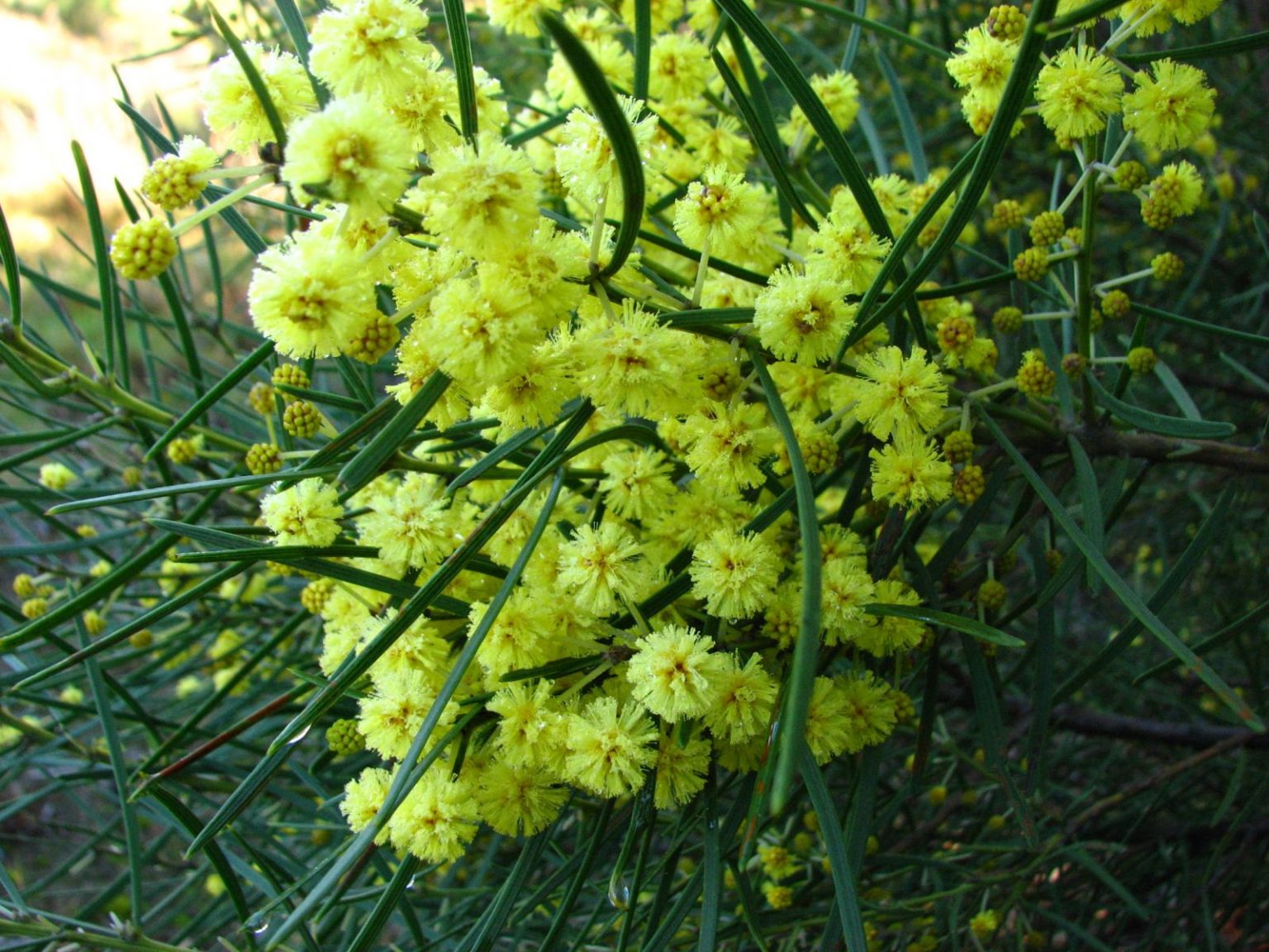 Shrubs over 1 m | Australian Plants Society