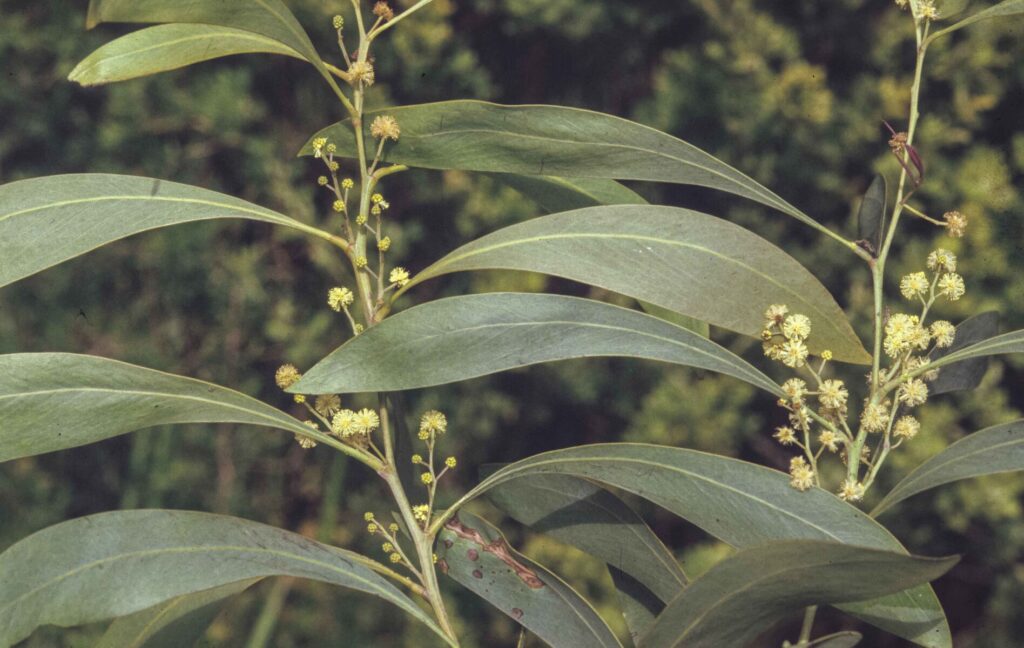 Acacia falcata | Australian Plants Society