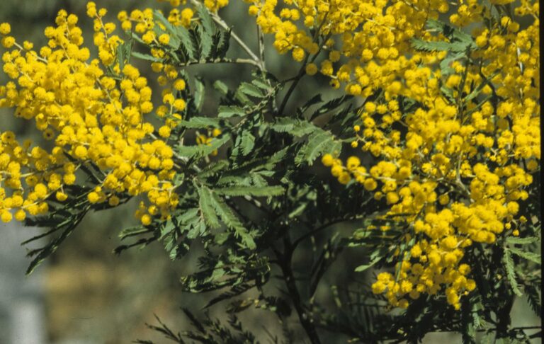 Trees | Australian Plants Society