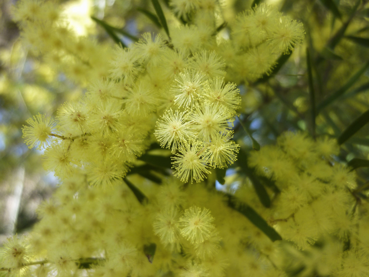 Acacia fimbriata tree close up | Australian Plants Society