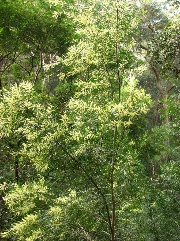 Acacia floribunda 1 | Australian Plants Society