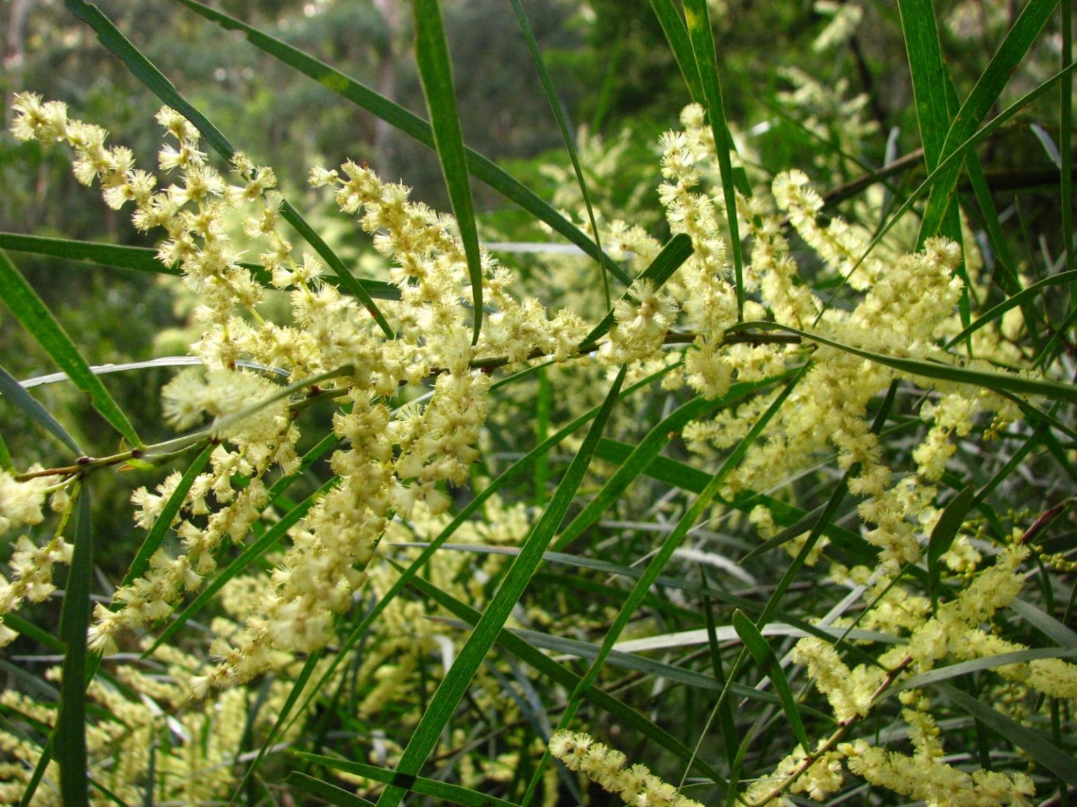 Trees | Australian Plants Society