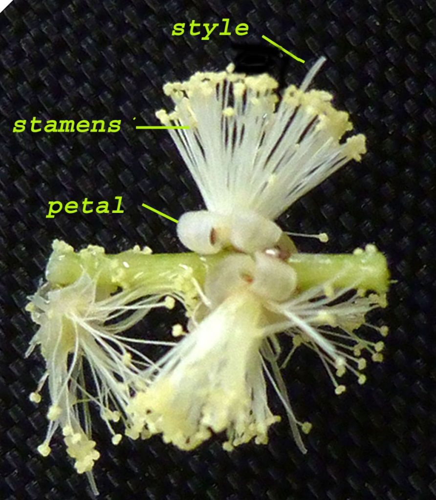 Learning About Native Plants – A ‘Hands On’ Approach | Australian ...