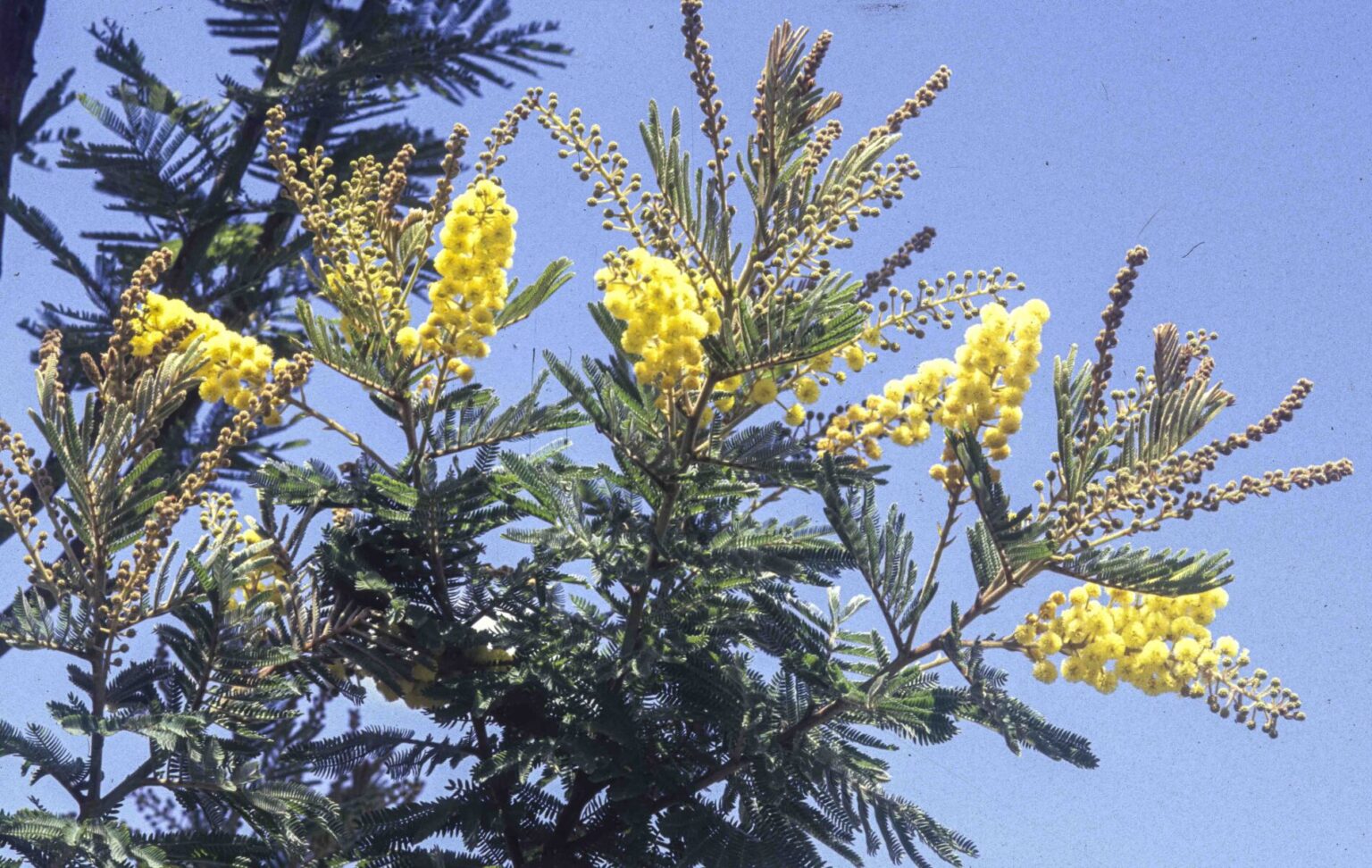 Trees | Australian Plants Society