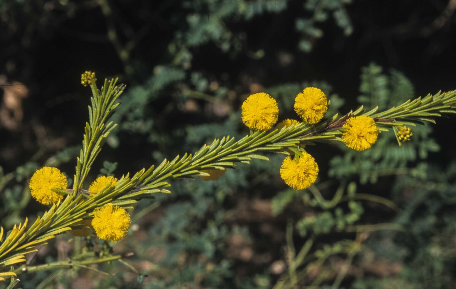 Shrubs over 1 m | Australian Plants Society