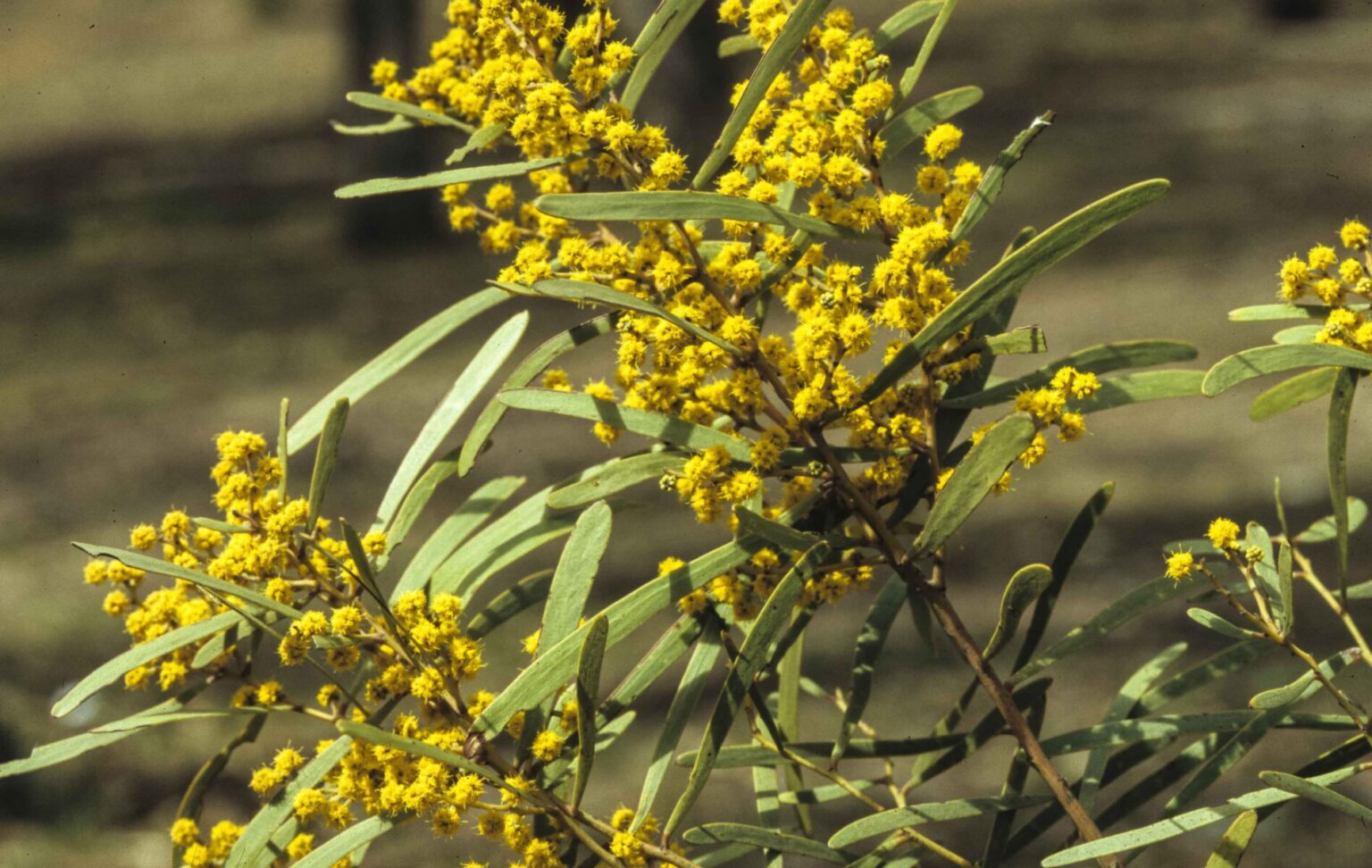 Acacia hakeoides | Australian Plants Society