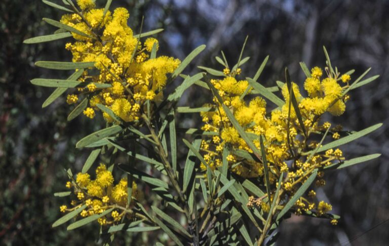 Shrubs over 1 m | Australian Plants Society