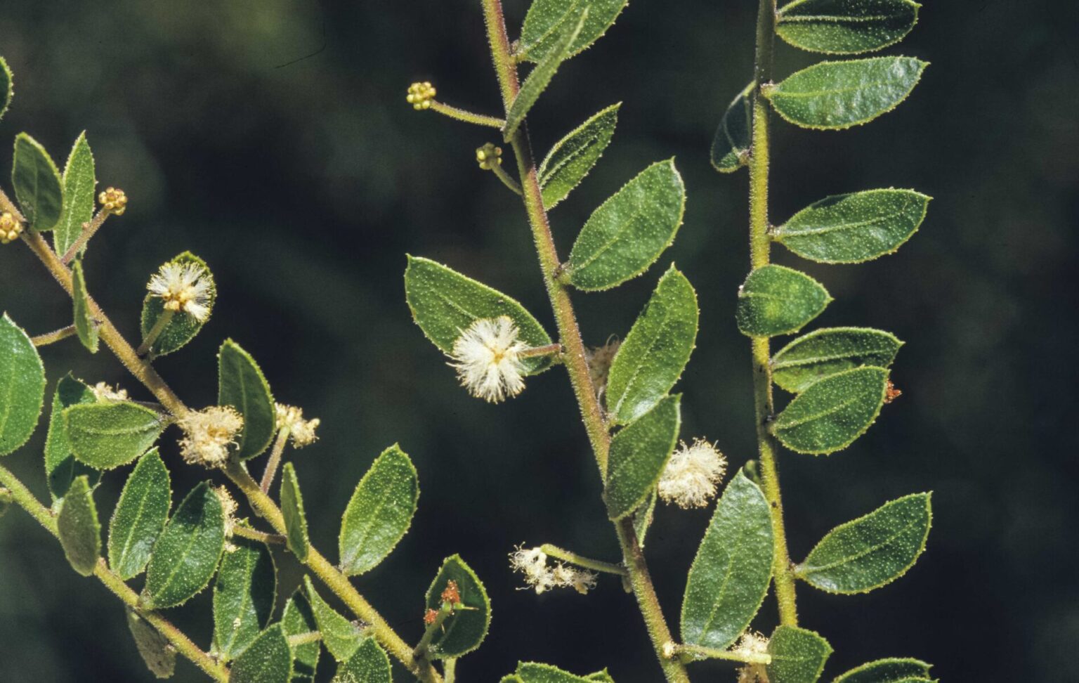 Shrubs over 1 m | Australian Plants Society