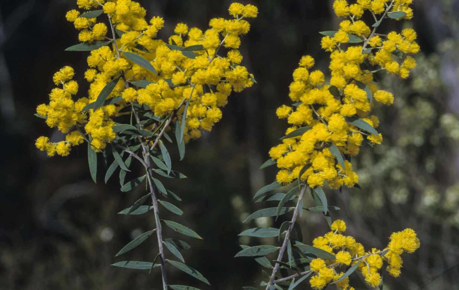 Acacia kybeanensis (long phyllodes) | Australian Plants Society