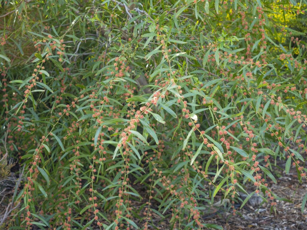 Acacia leprosa | Australian Plants Society