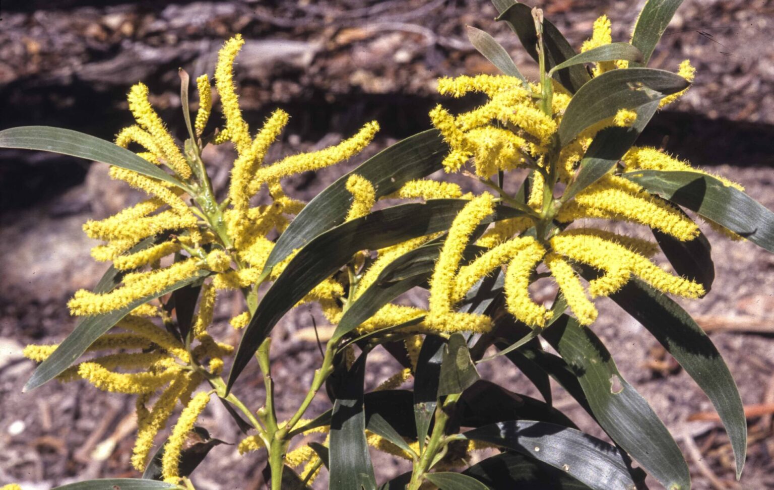 Trees | Australian Plants Society