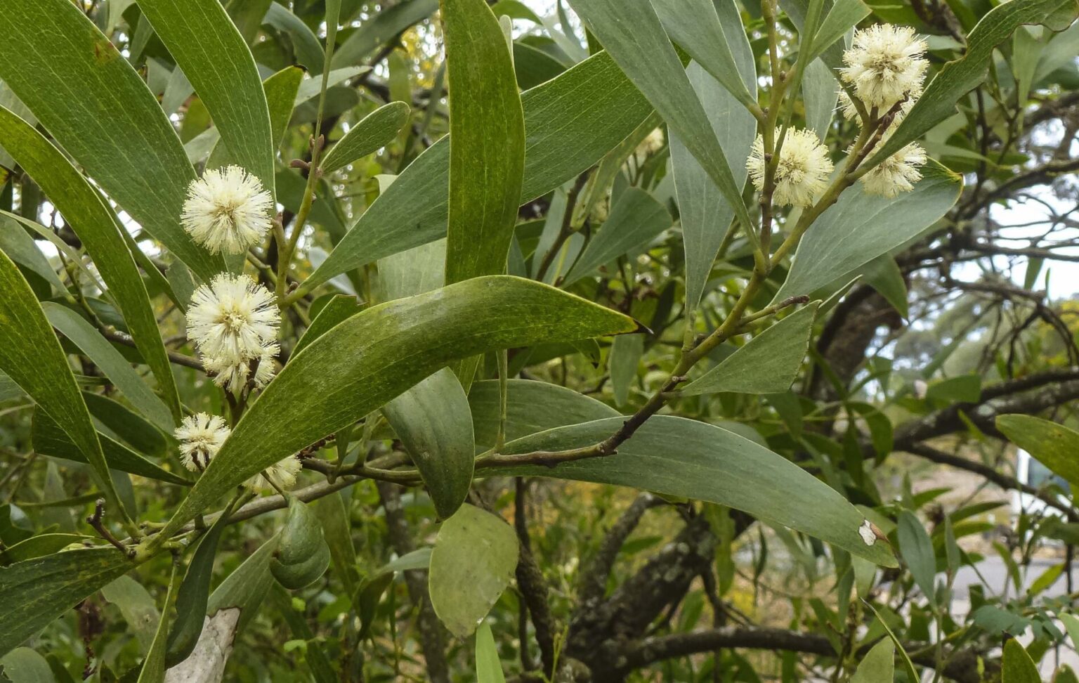 Acacia melanoxylon | Australian Plants Society