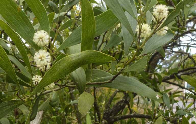 Trees | Australian Plants Society