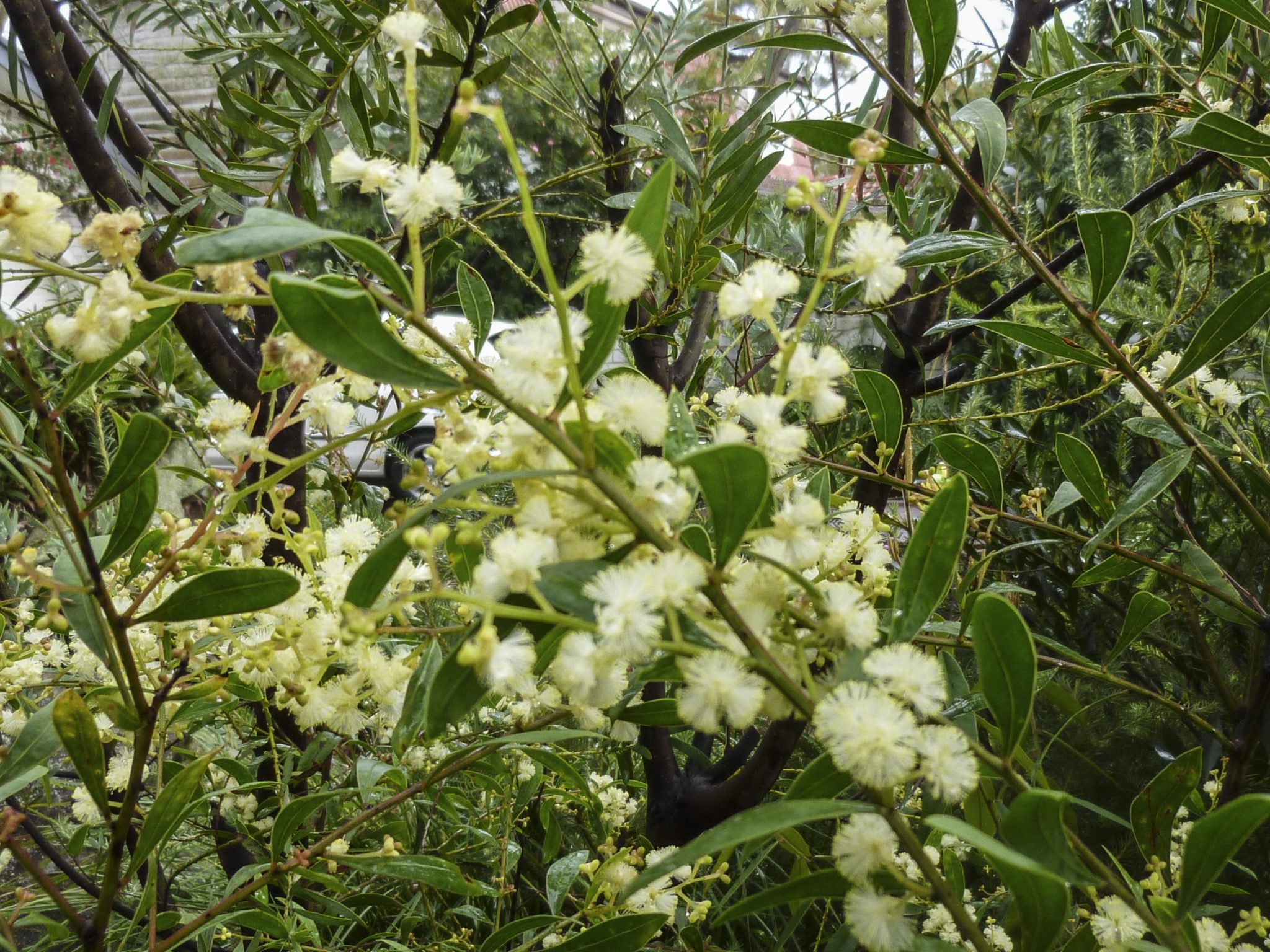 Acacia myrtifolia | Australian Plants Society