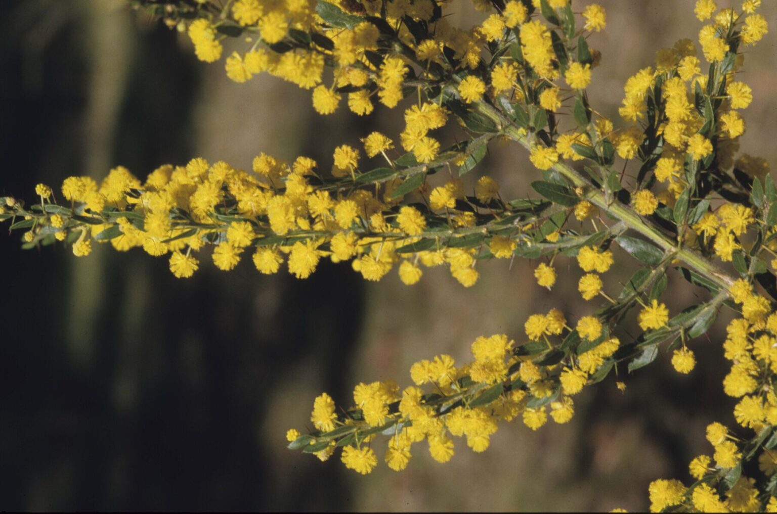 Acacia paradoxa | Australian Plants Society