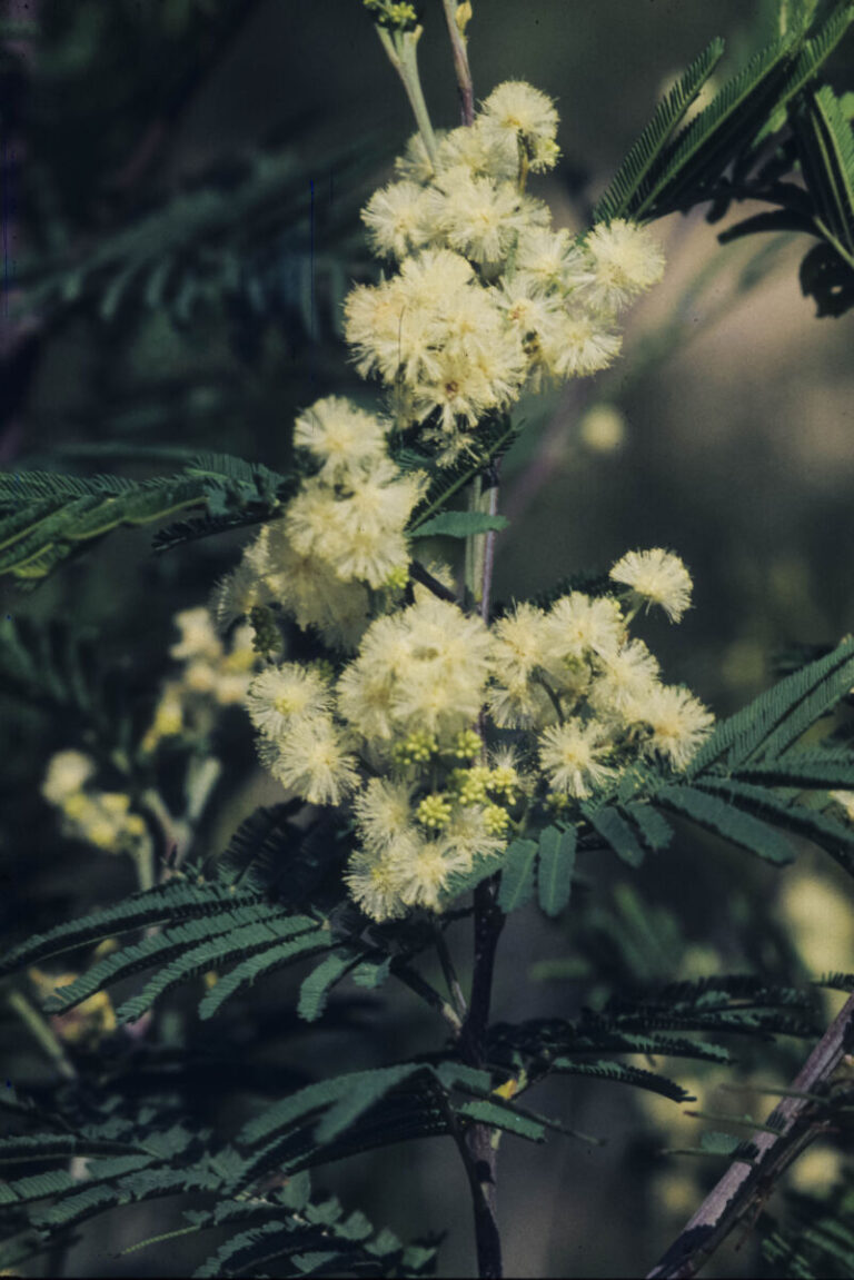 Trees | Australian Plants Society