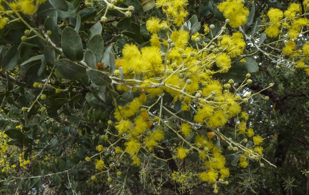 Acacia podalyriifolia, image Alan Fairley 2 | Australian Plants Society