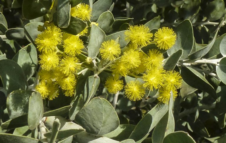 Acacia podalyriifolia, image Alan Fairley | Australian Plants Society