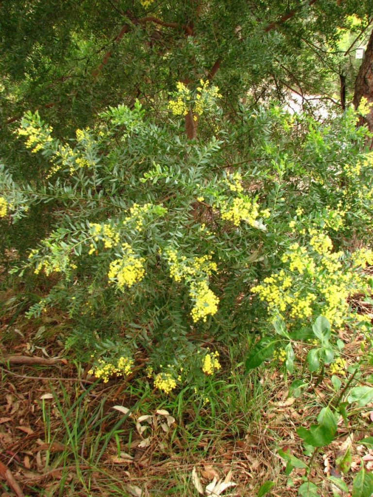 Acacia prominens | Australian Plants Society