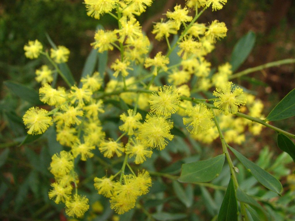 Acacia prominens | Australian Plants Society