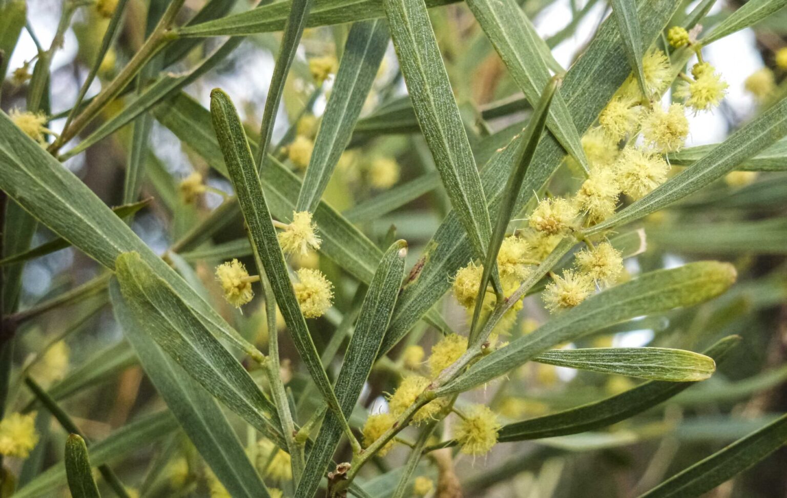 Trees | Australian Plants Society