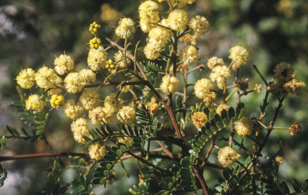 Acacia terminalis | Australian Plants Society