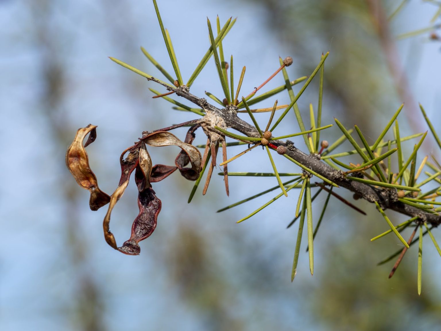 Exploring ephemeral arid plants of NSW | Australian Plants Society