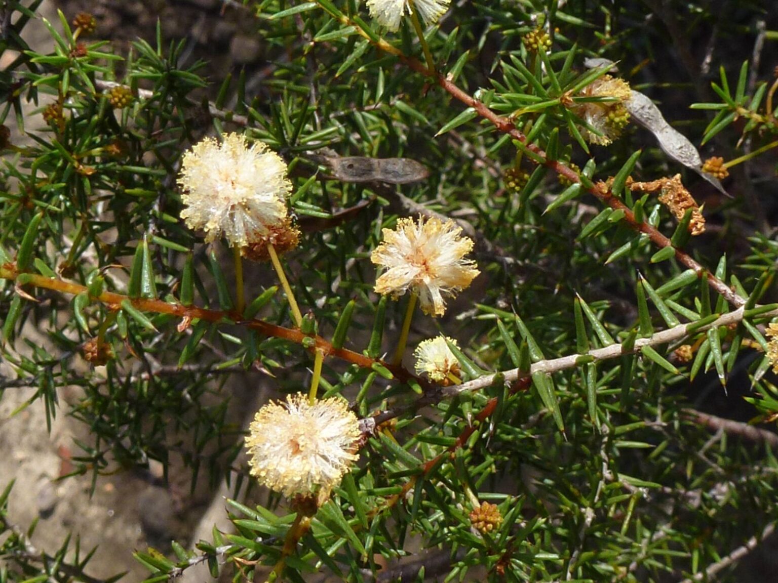 Acacia ulicifolia | Australian Plants Society