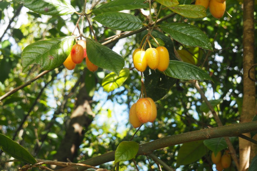 Aceratum ferrugineum, image Peter Olde 2023-02-06 07.43.17 | Australian ...