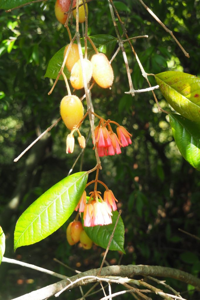 Aceratum ferrugineum, image Peter Olde 2023-02-06 07.43.37 | Australian ...