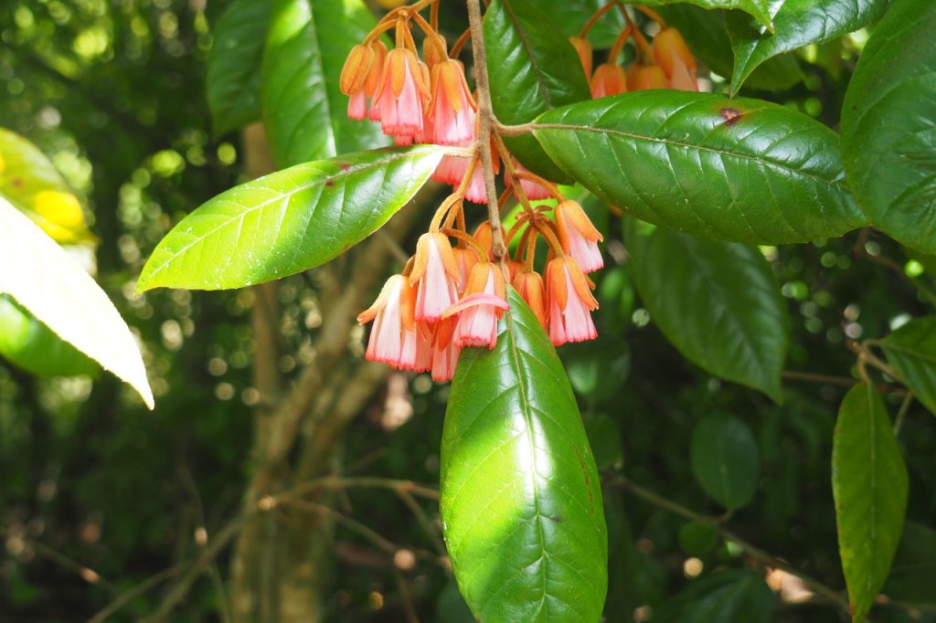 Aceratum ferrugineum, image Peter Olde 2023-02-06 07.43.49 | Australian ...