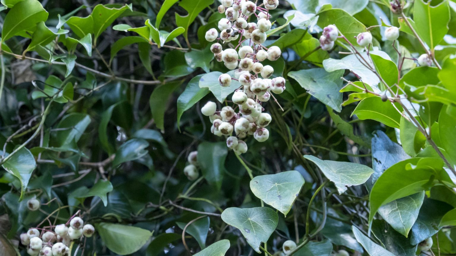 Acmena smithii | Australian Plants Society