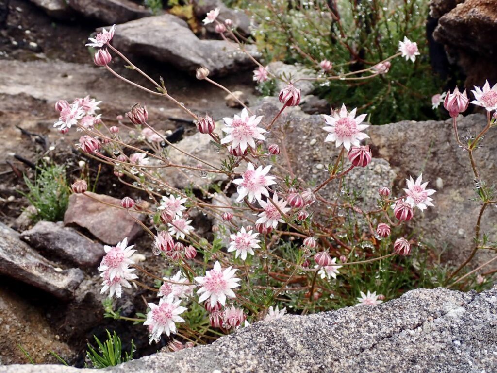 Actinotus forsythii – up close with the pink flannel flower ...